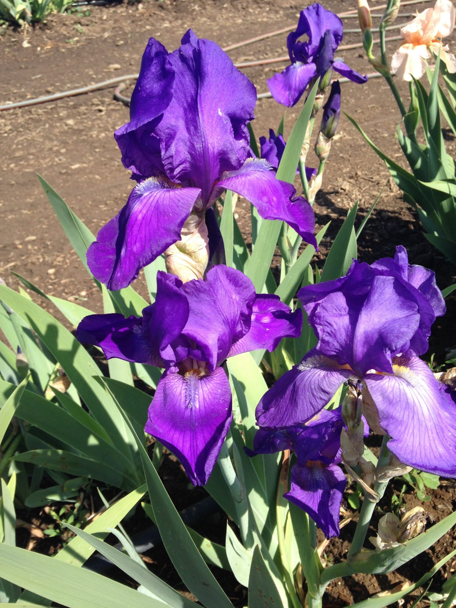 Brunhilde – Crafton Hills Iris Farm