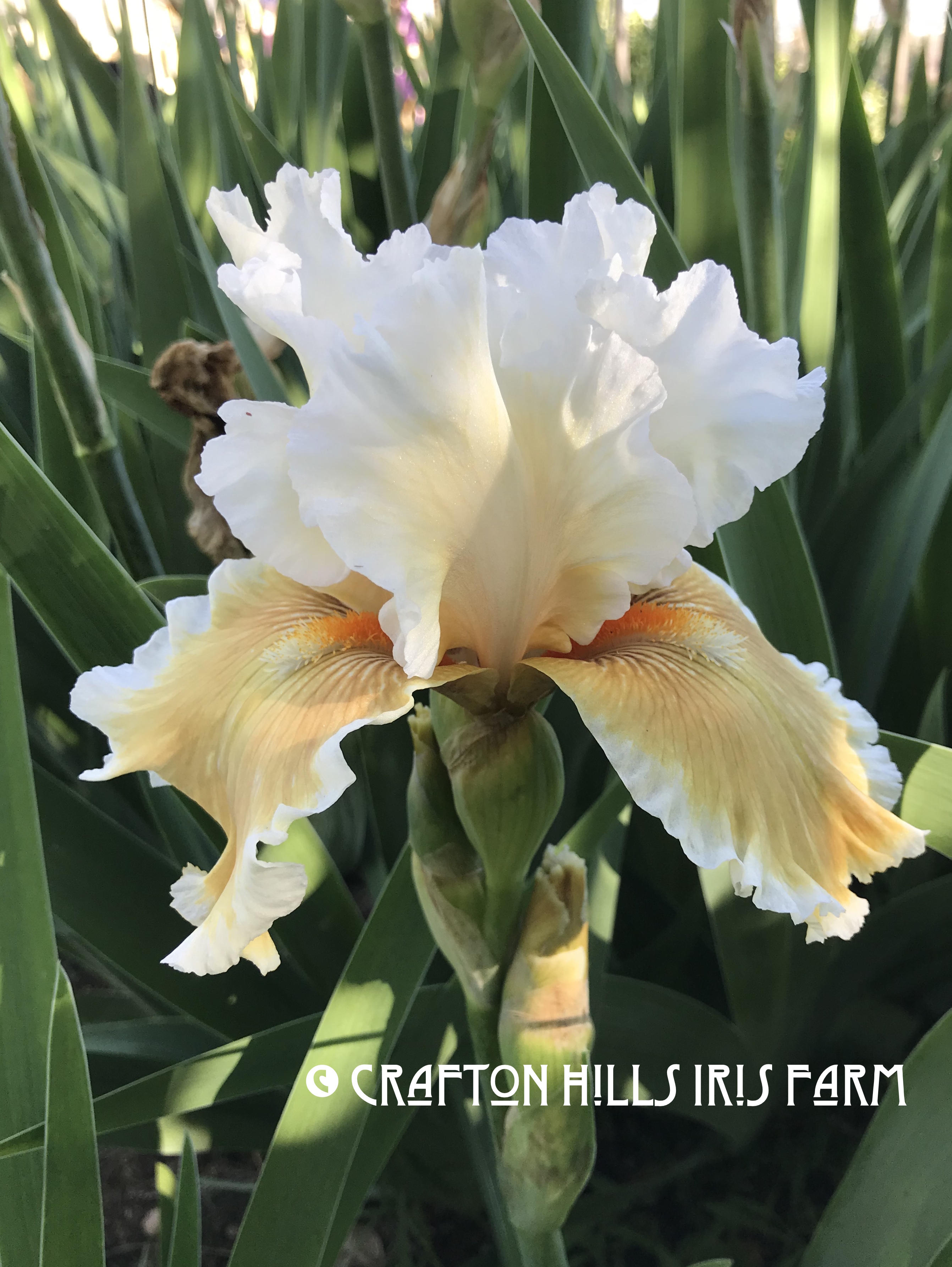 Fondation Van Gough 2018 – Crafton Hills Iris Farm