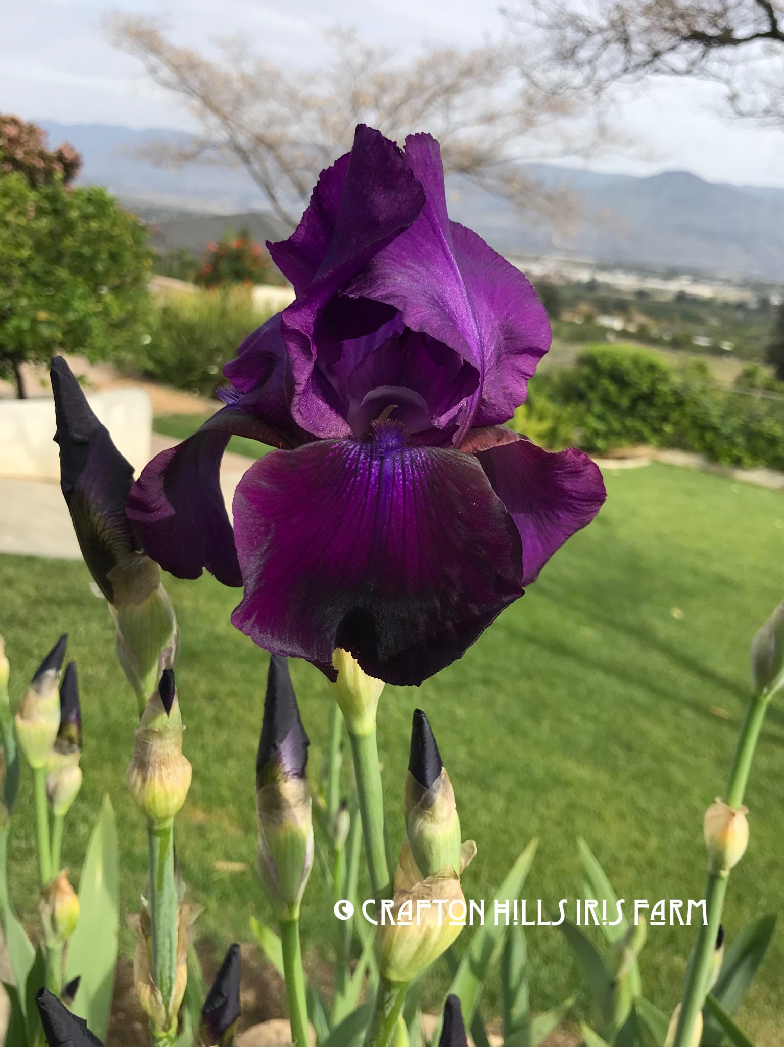 Historic Irises – Crafton Hills Iris Farm