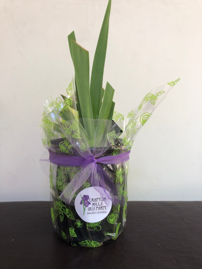 Potted Iris Sales – Crafton Hills Iris Farm