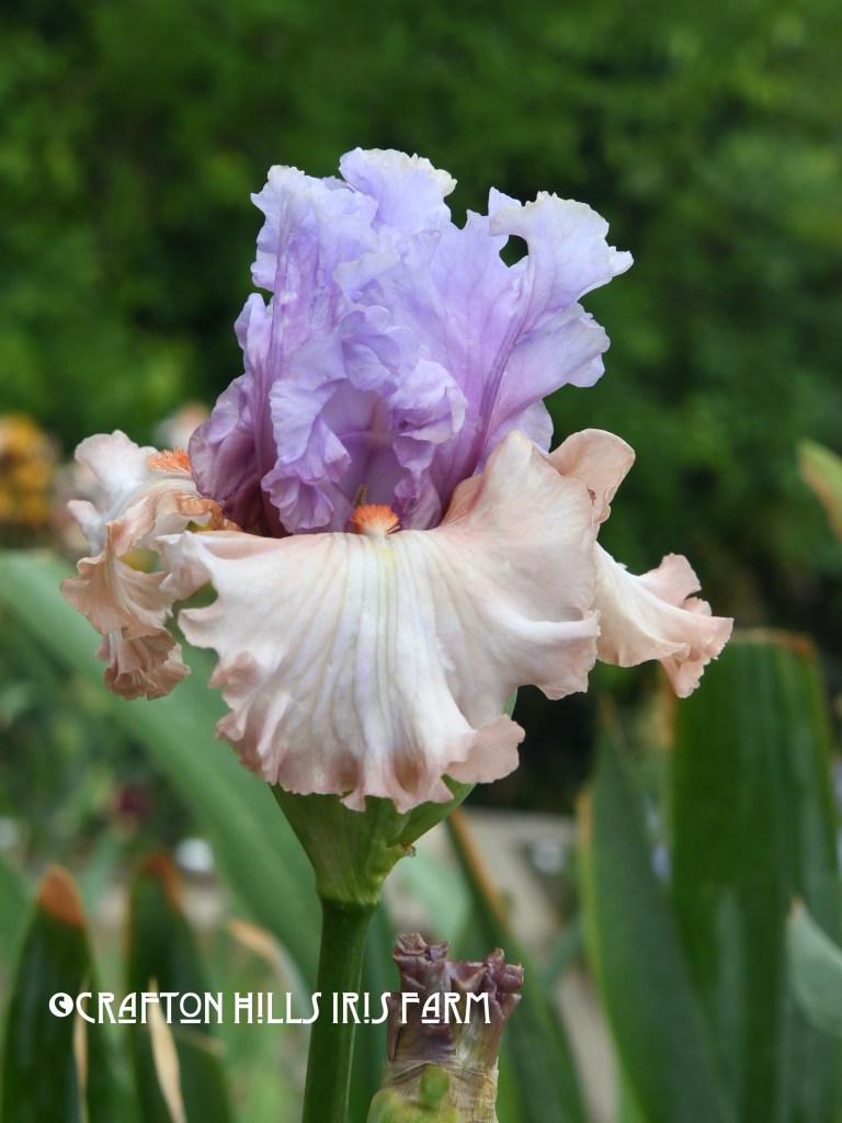 Fragrant Irises – Crafton Hills Iris Farm