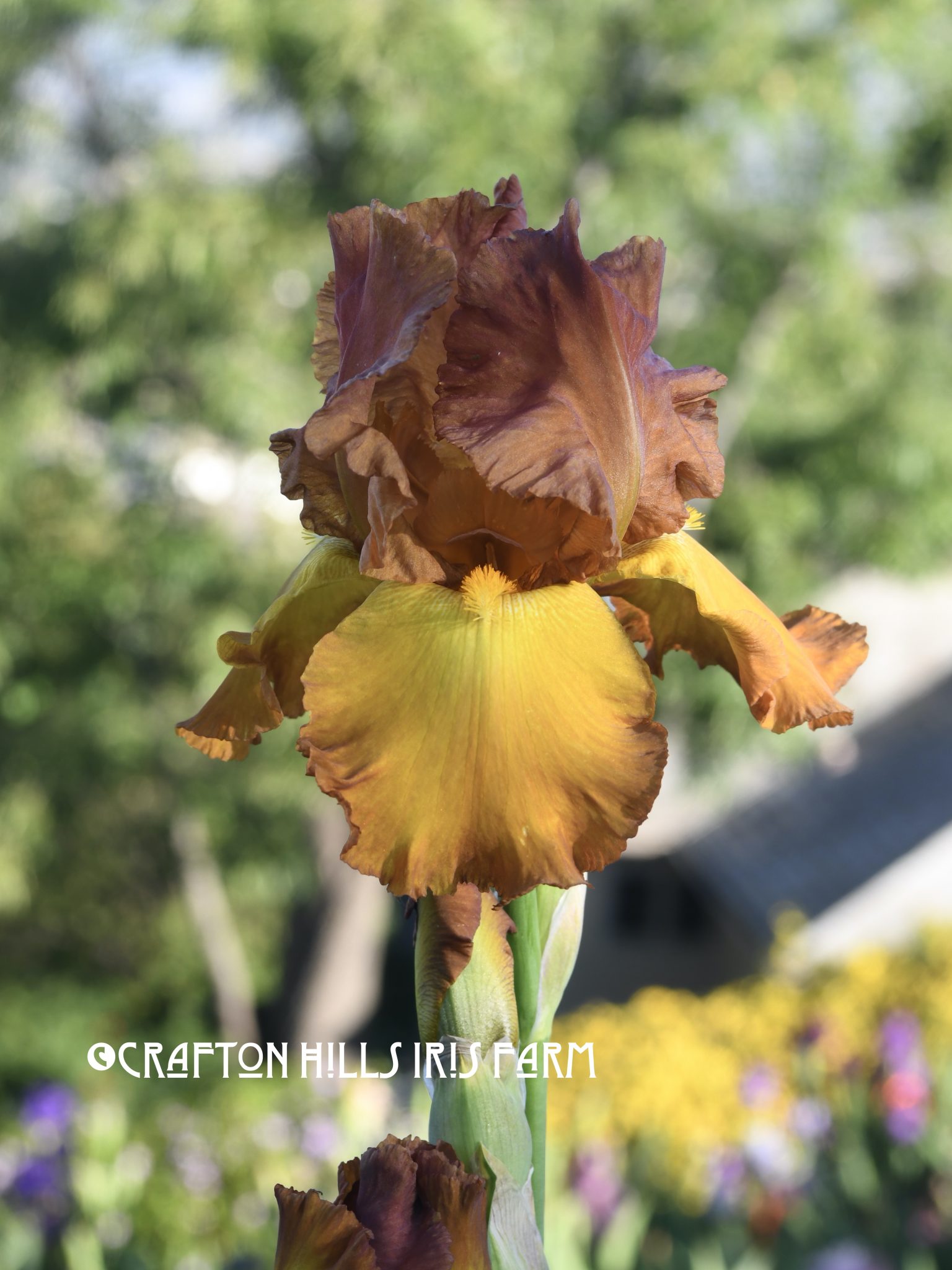 Fragrant Irises – Crafton Hills Iris Farm