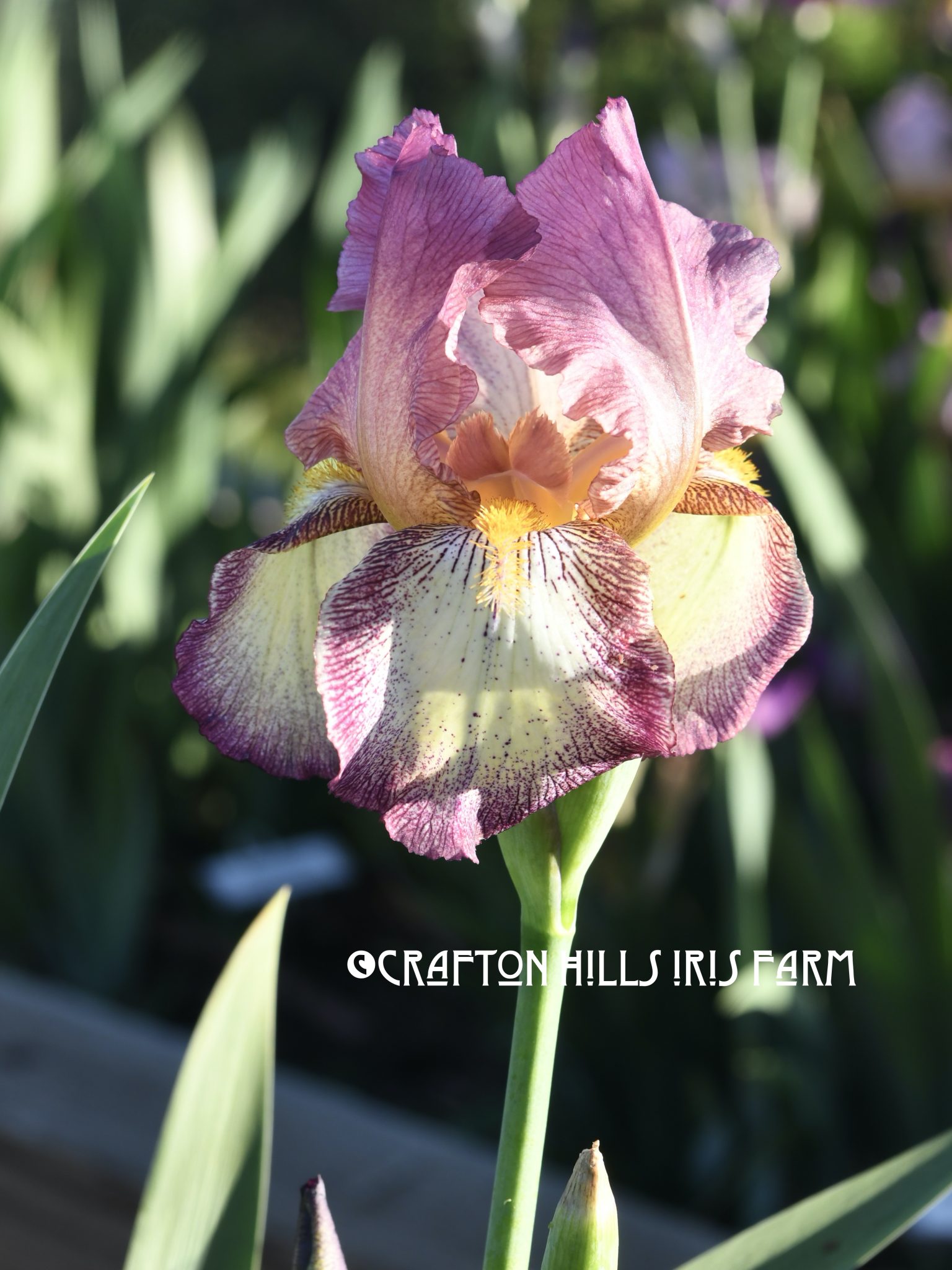 Historic Irises – Crafton Hills Iris Farm