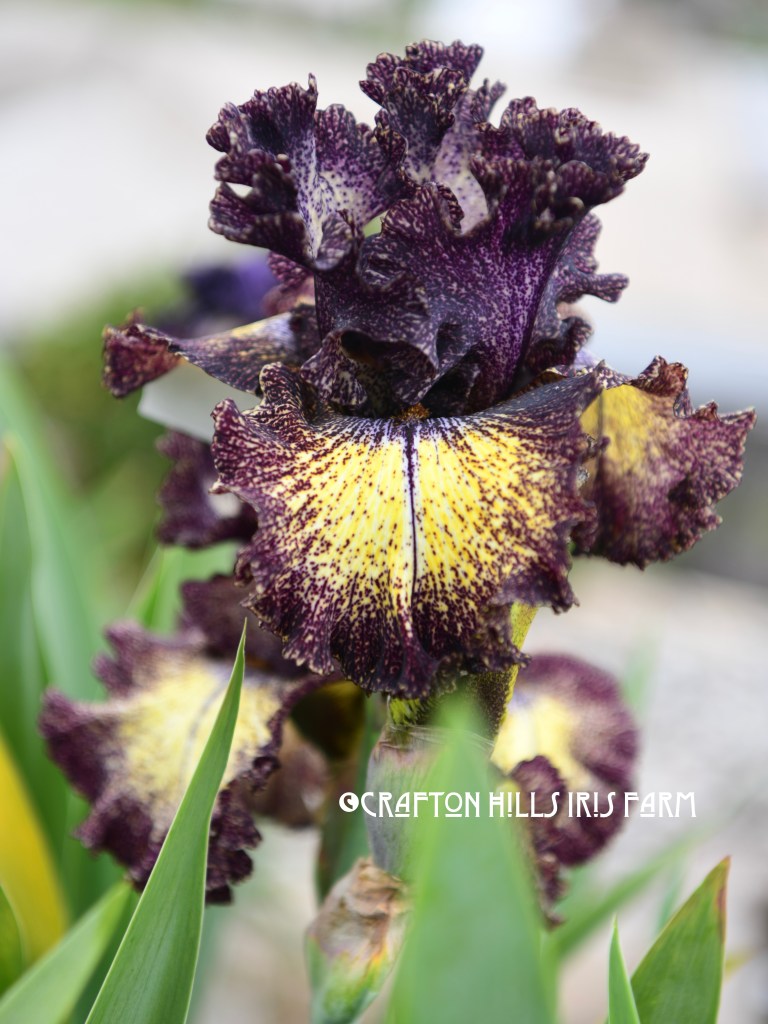 Crafton Hills Iris Farm – Growing and Hybridizing Irises in ...