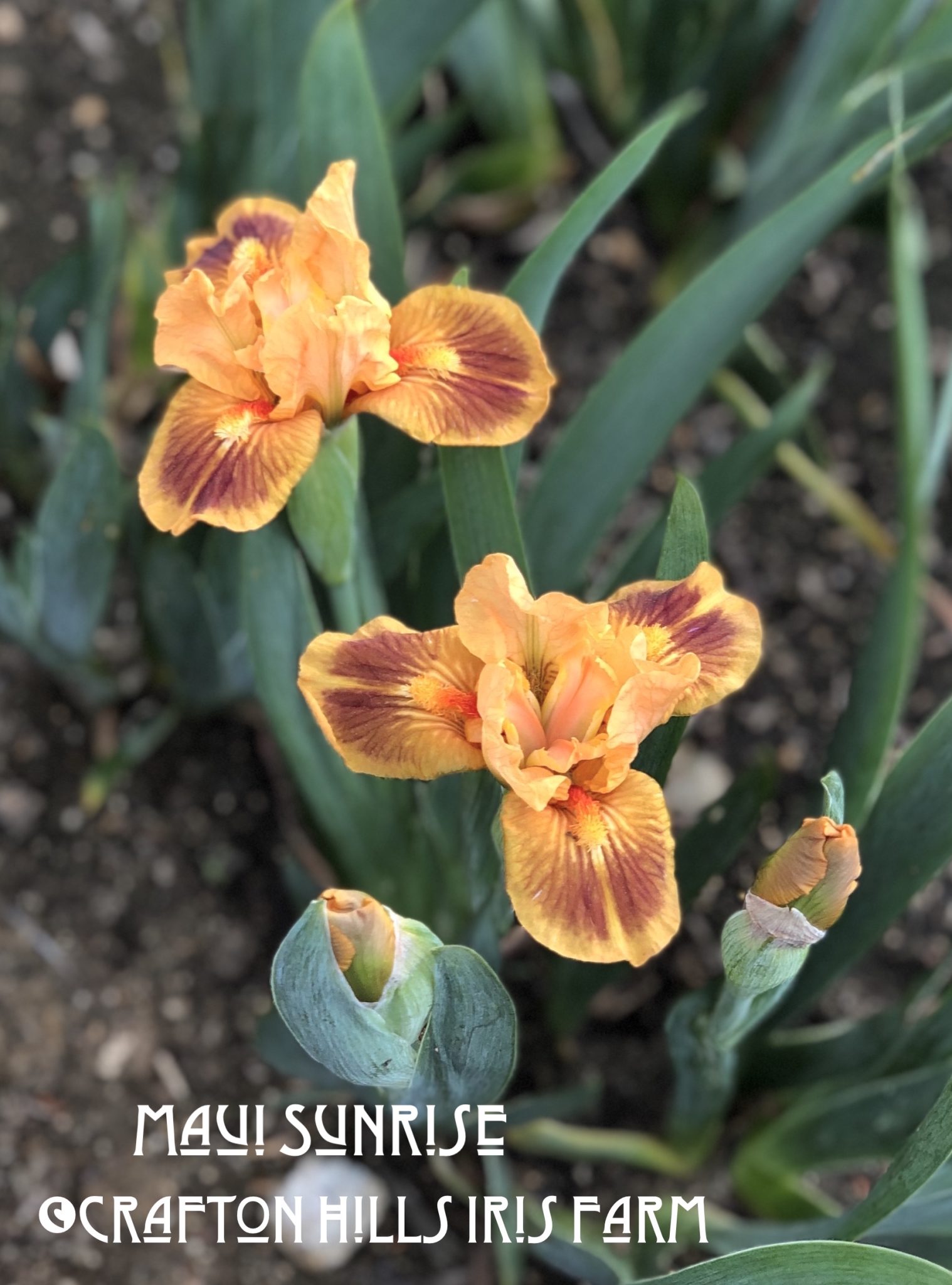 zzMaui Sunrise – Crafton Hills Iris Farm