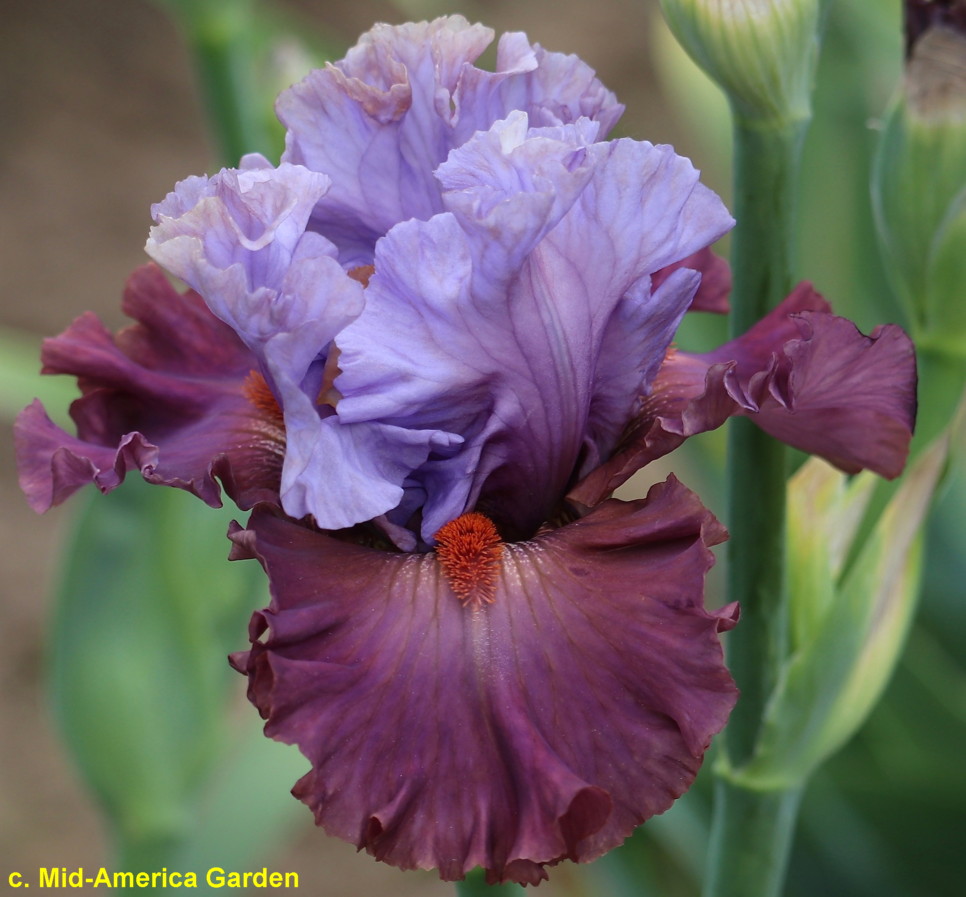 Foreign Concept – Crafton Hills Iris Farm