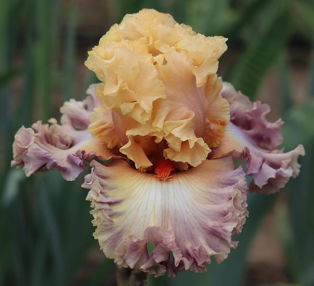 Moment of Reflection – Crafton Hills Iris Farm
