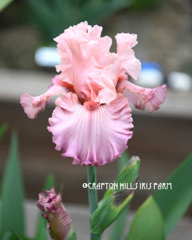 Historic Irises – Crafton Hills Iris Farm