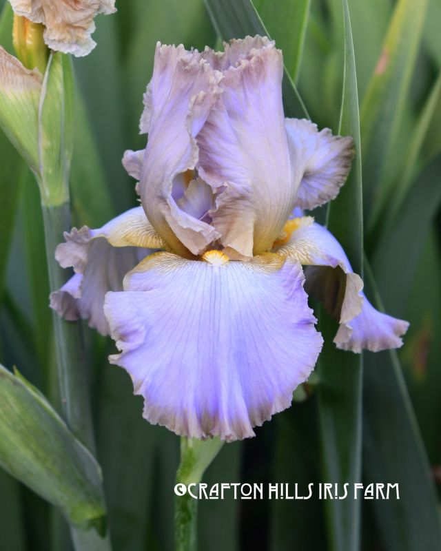Shop – Crafton Hills Iris Farm