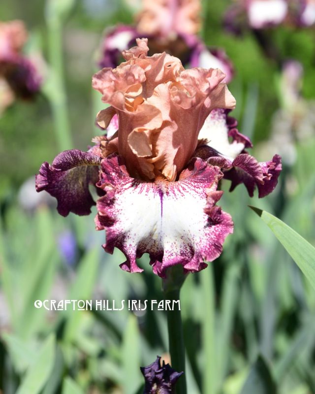 New Introductions! – Crafton Hills Iris Farm
