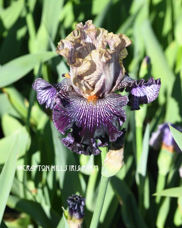 Barbara Jean – Crafton Hills Iris Farm