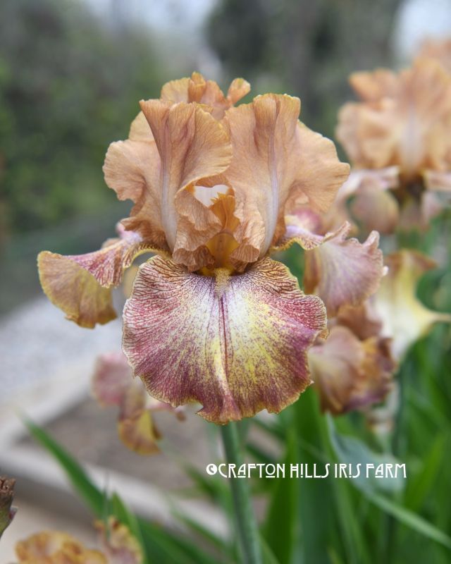 Barbara Jean – Crafton Hills Iris Farm